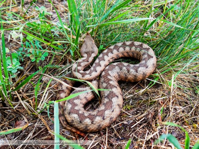 Vipera cu corn, Vipera ammodytes, Animale - Aventura in Romania