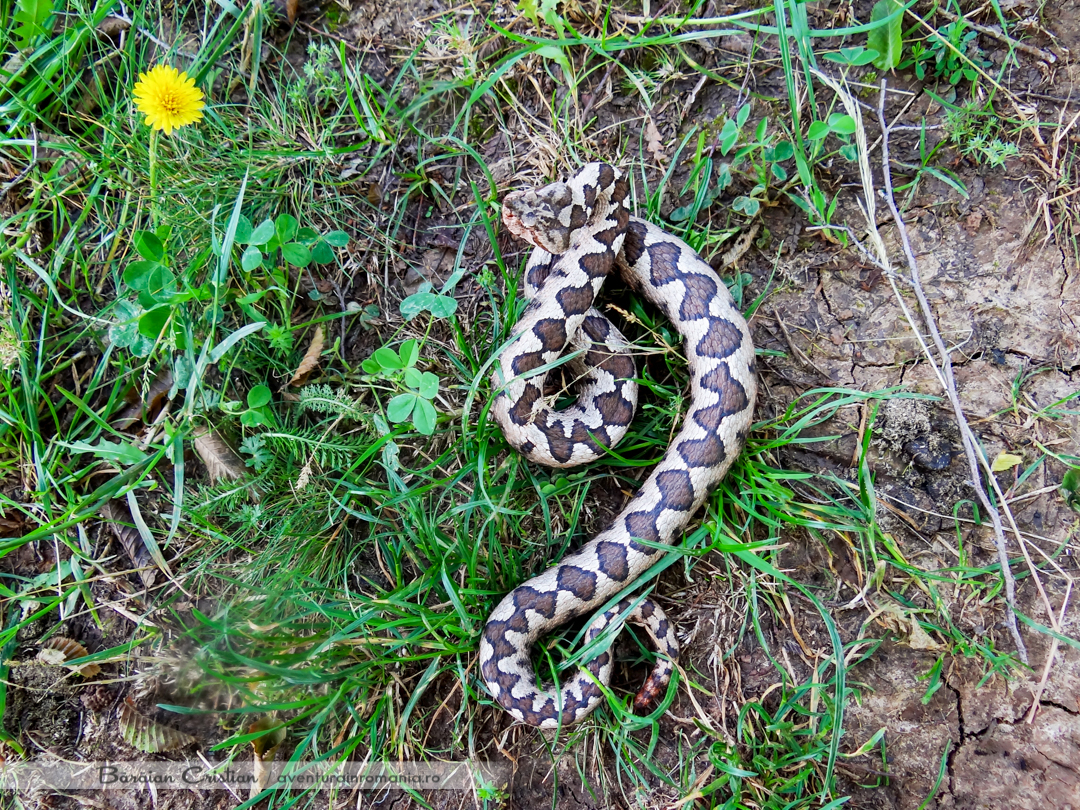 Vipera cu corn, Vipera ammodytes, Animale - Aventura in Romania