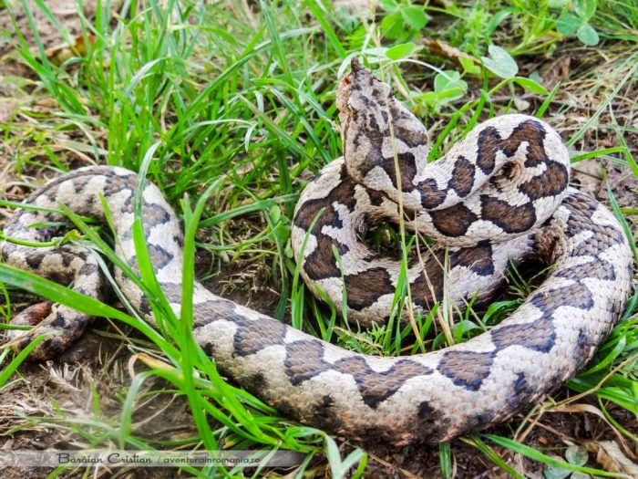 Cum recunosti serpii veninosi - Animale - Aventura in Romania