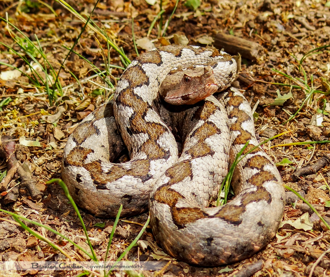 Vipera cu corn, Vipera ammodytes, Animale - Aventura in Romania