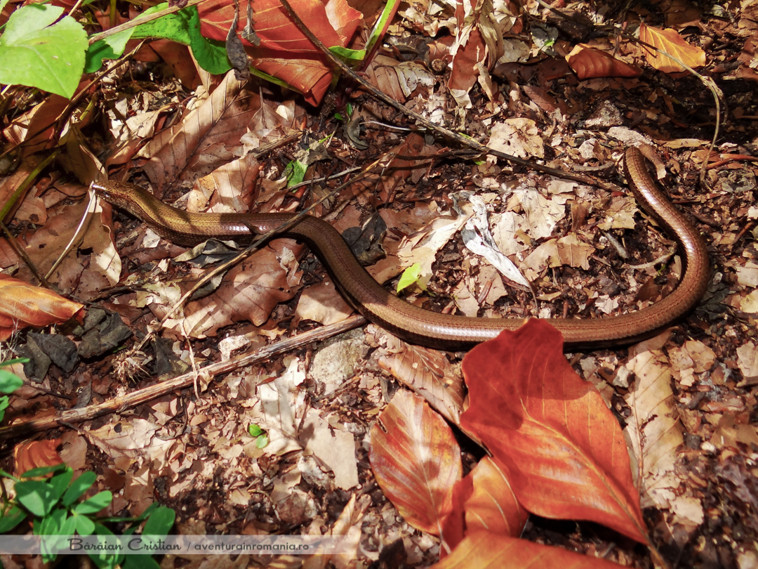 Platoul Bedeleu, Poarta Zmeilor, Munti - Aventura in Romania