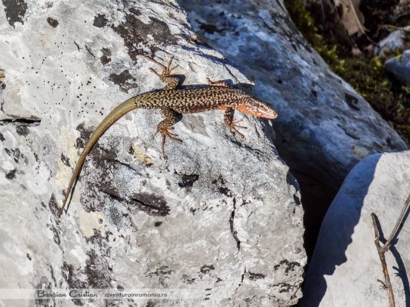 Vipera cu corn, Vipera ammodytes, Animale - Aventura in Romania