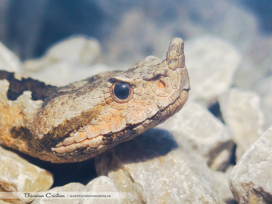 Vipera cu corn, Vipera ammodytes, Animale - Aventura in Romania