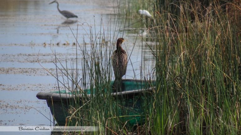 Cormoranul mare, Animale - Aventura in Romania