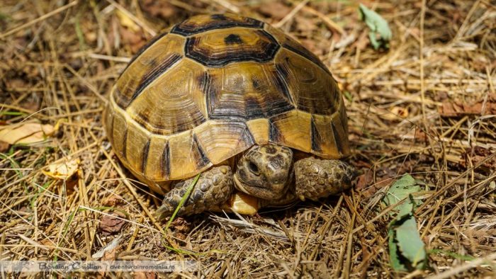 Testoasa dobrogeana de uscat, Animale - Aventura in Romania