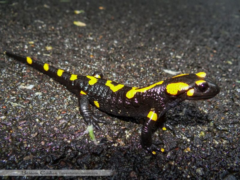 Salamandra comuna, Animale - Aventura in Romania