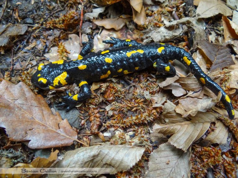 Salamandra comuna, Animale - Aventura in Romania