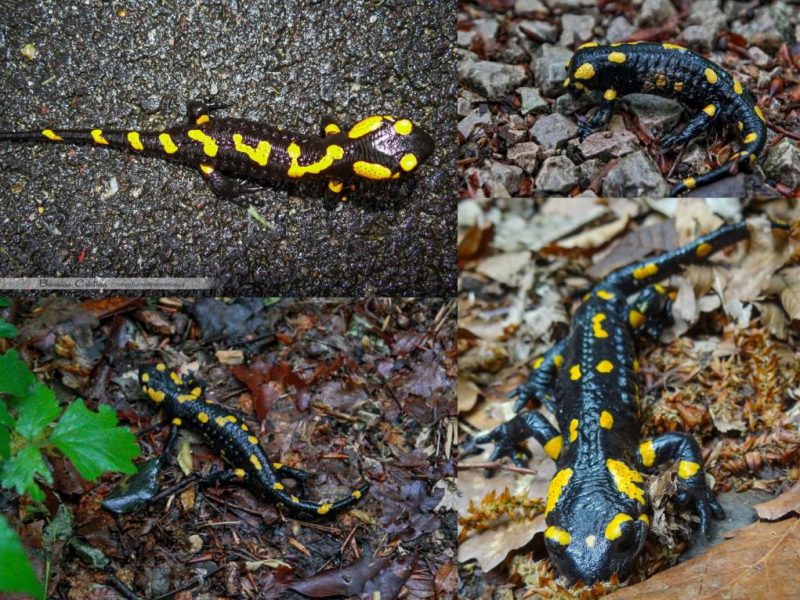 Salamandra comuna, Animale - Aventura in Romania