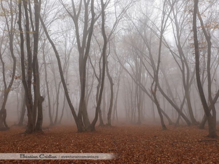 Padurea Hoia Baciu - fantezie si mister - Aventura in Romania