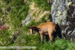 Capra neagra, bijuteria muntilor, Animale - Aventura in Romania