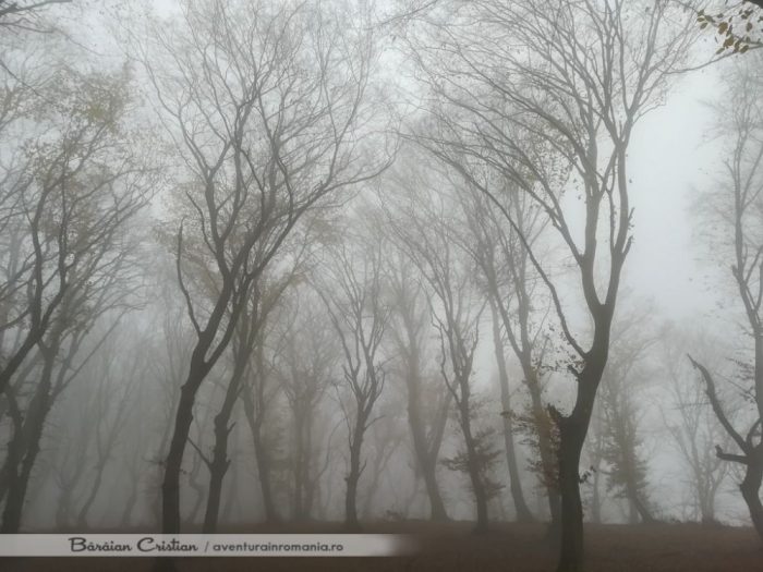 Padurea Hoia Baciu - fantezie si mister - Aventura in Romania