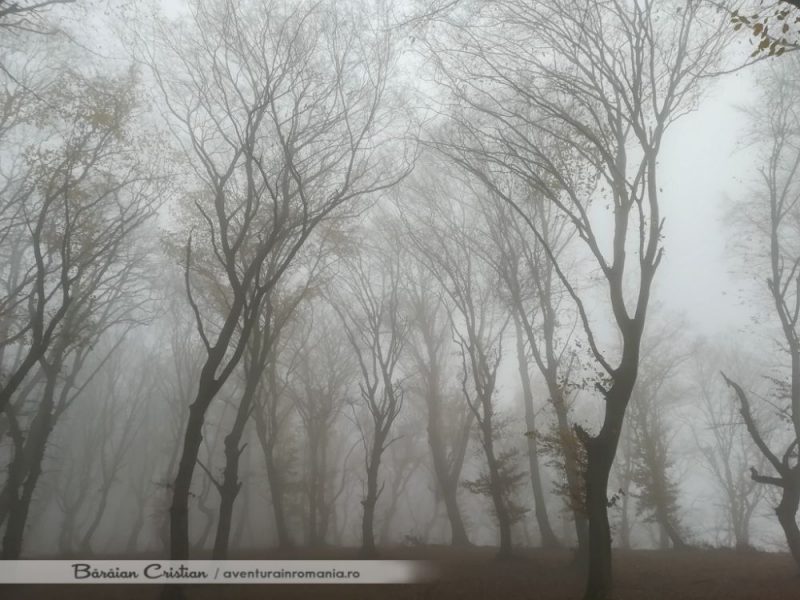 Padurea Hoia Baciu - fantezie si mister - Aventura in Romania