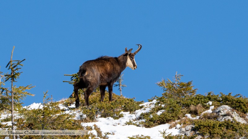 Capra neagra, bijuteria muntilor, Animale - Aventura in Romania