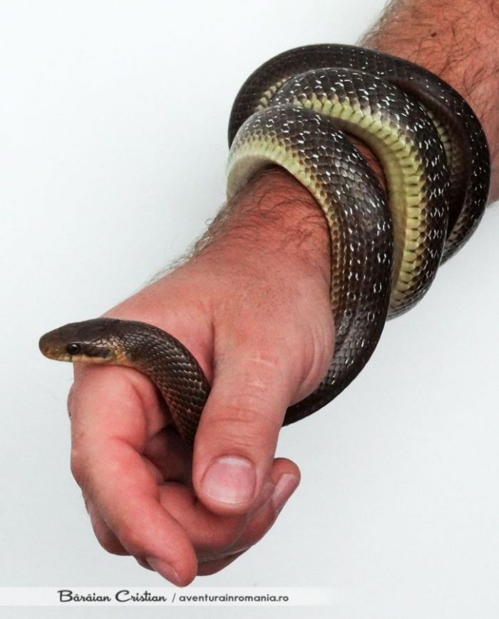 Sarpele lui Esculap, Animale - Aventura in Romania