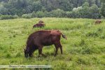 Zimbrul, renasterea unui colos - Aventura in Romania