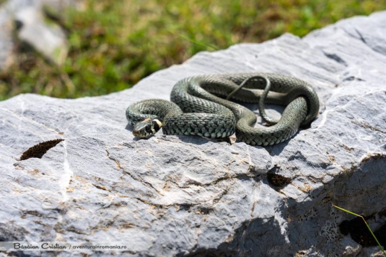 Șarpele de casă, Animale - Aventura in Romania