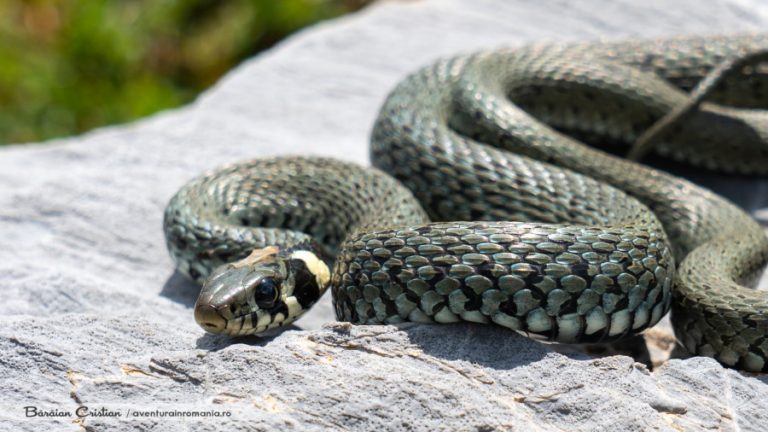 Șarpele de casă, Animale - Aventura in Romania