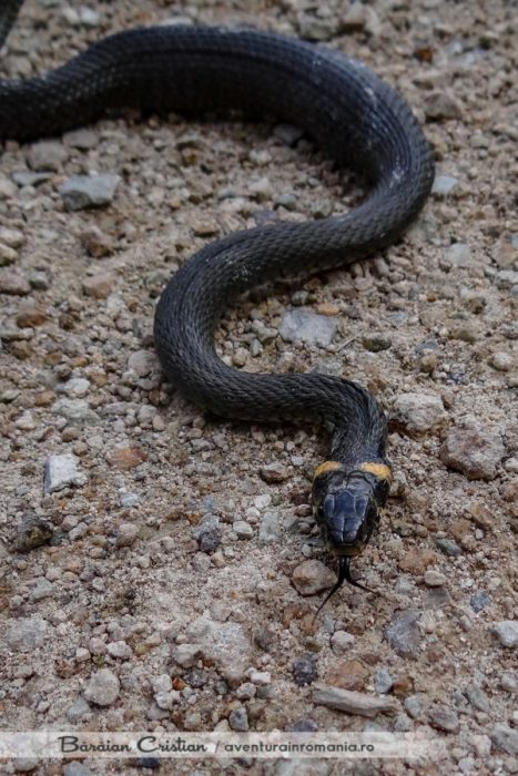 Șarpele de casă, Animale - Aventura in Romania