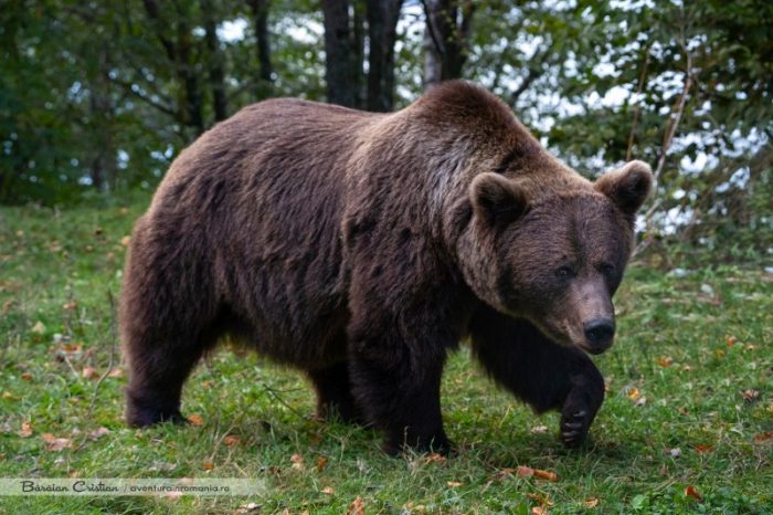 Ursul brun – regele Carpaților, Animale - Aventură în România
