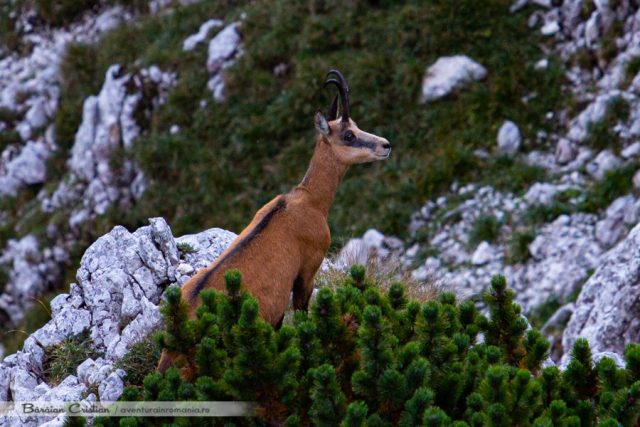 Capra neagra, bijuteria muntilor, Animale - Aventura in Romania
