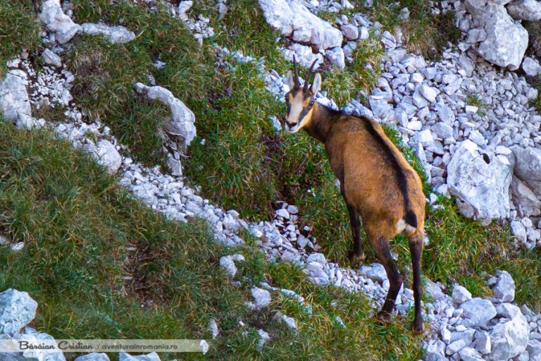 Capra neagra, bijuteria muntilor, Animale - Aventura in Romania