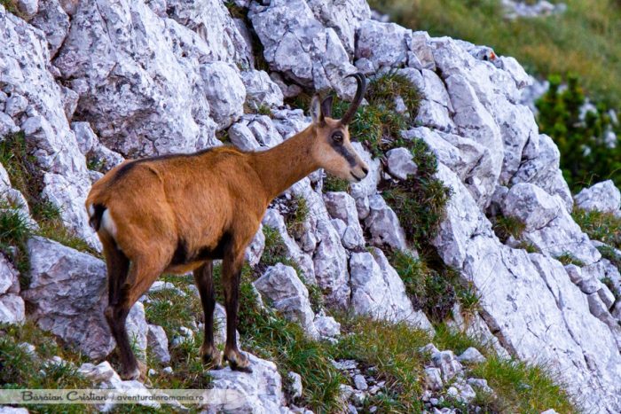 Capra neagra, bijuteria muntilor, Animale - Aventura in Romania