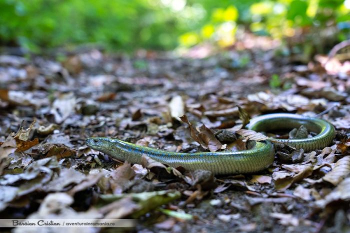 Cheile Nerei - drumeție de anduranță, Chei - Aventură în România