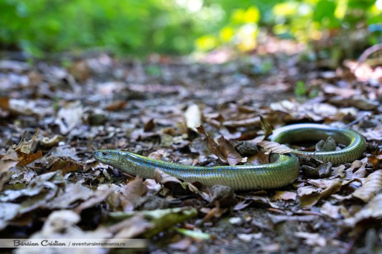 Cheile Nerei - drumeție de anduranță, Chei - Aventură în România